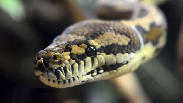 Australia: Umuhungu w'imyaka 5 yarokowe na sekuru uruziramire ...