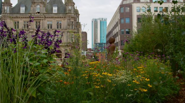 Birmingham giant trees tower over 'super garden' - BBC News