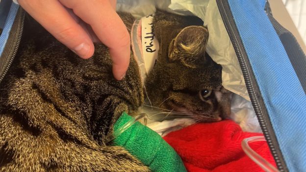 Cat survives after being shot with pellet gun in Stoke-on-Trent - BBC News