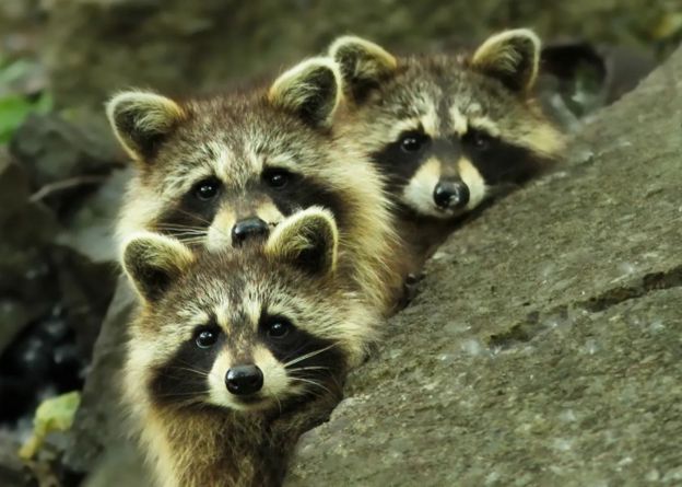 Variole du singe : le mystérieux virus qui protège contre la pathologie ...