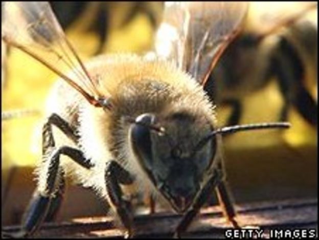 Hope to breed 'hardy' Welsh bee - BBC News
