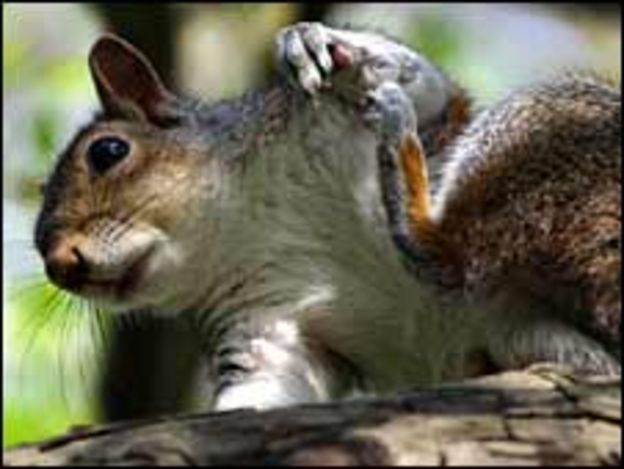 Grey squirrels face Cornwall cull - BBC News