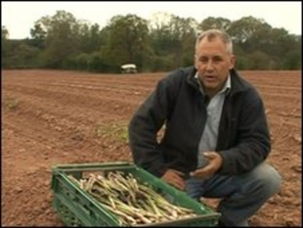 Demand shoots up for British asparagus - BBC News Demand shoots up for British asparagus - BBC News