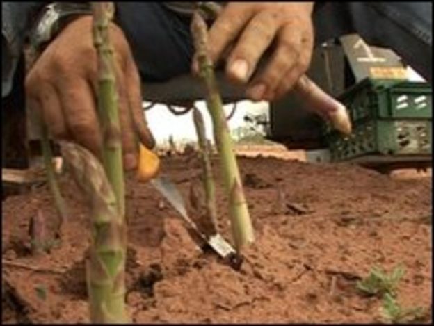 Demand shoots up for British asparagus - BBC News Demand shoots up for British asparagus - BBC News