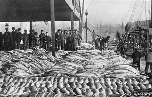 'Profound' decline in fish stocks shown in UK records - BBC News