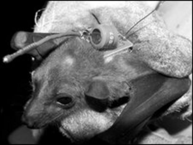 Bat study to help roving robots - BBC News
