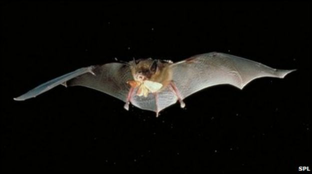 Night-time creatures 'in crisis' - BBC News