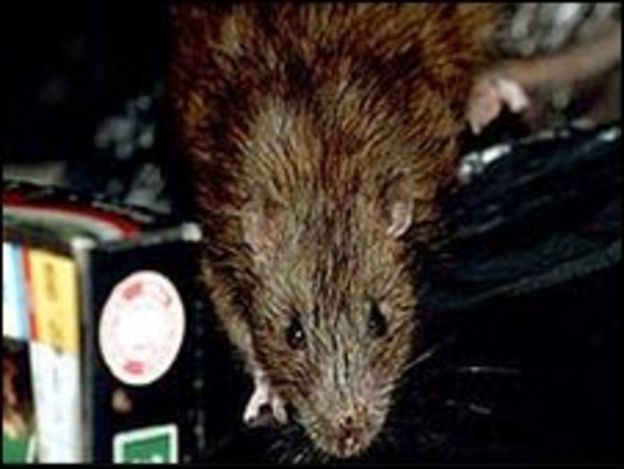 Rat poison ban 'may harm farming' - BBC News