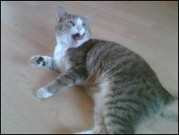 Cat reported for frightening dog - BBC News