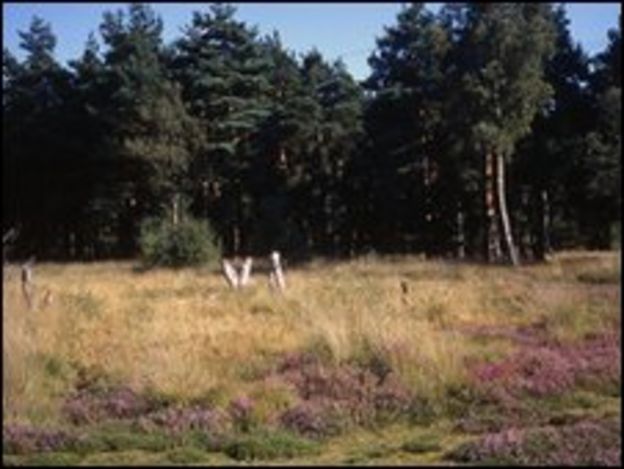 Farnham commons users asked to plan future - BBC News