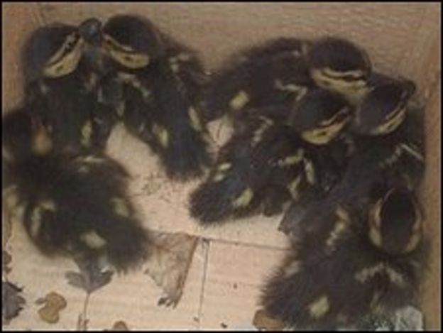 Seven orphaned ducklings saved from busy Keele road - BBC News