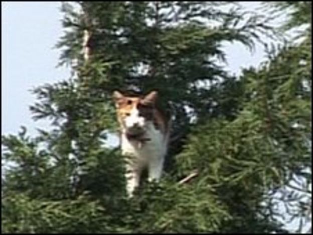 Cat stuck up tree for five days in Barnsley - BBC News
