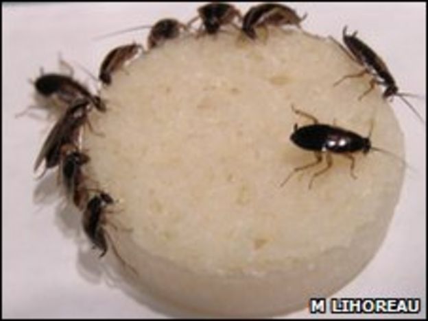 How cockroaches 'talk' about food - BBC News