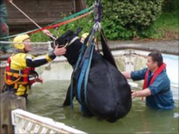 Cow recovering after Dorset swimming pool rescue - BBC News