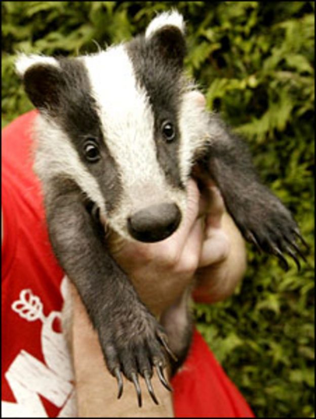 Wales's Badger cull faces new legal challenge - BBC News