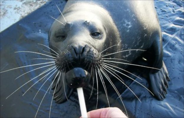 Seal whiskers sense faraway fish - BBC News