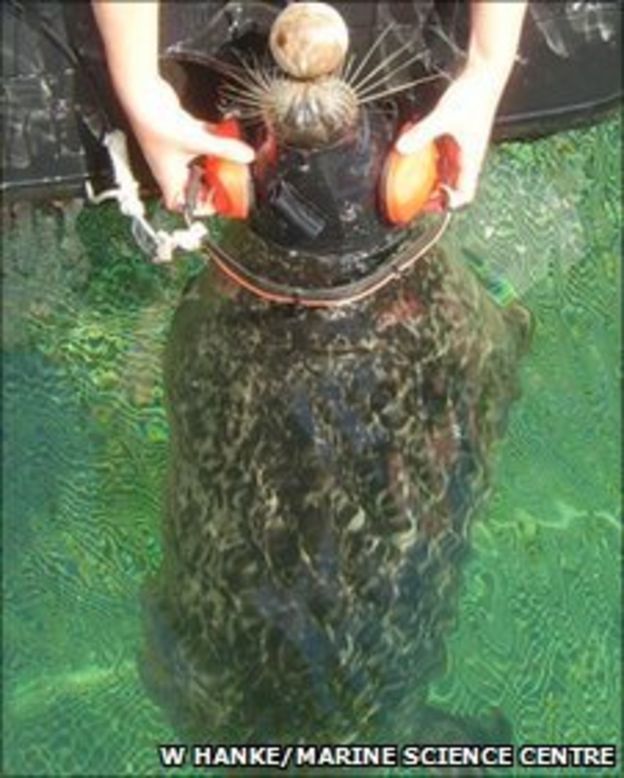 Seal whiskers sense faraway fish - BBC News