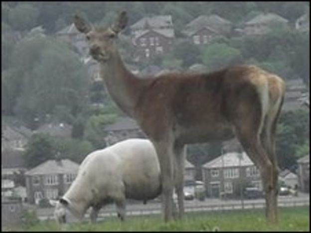 'Shy' deer with sheep near homes in Lancashire - BBC News