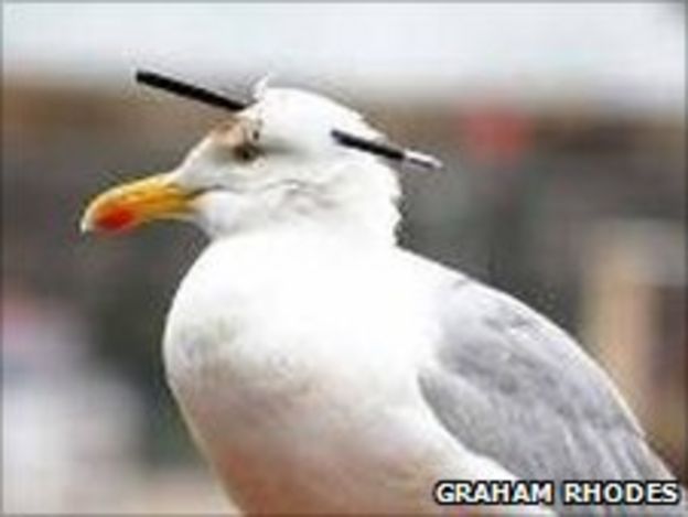 Seagulls hurt in crossbow attack in Scarborough - BBC News