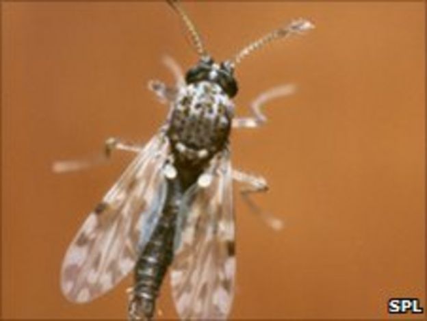 'Rise in midges' despite harsh winter - BBC News
