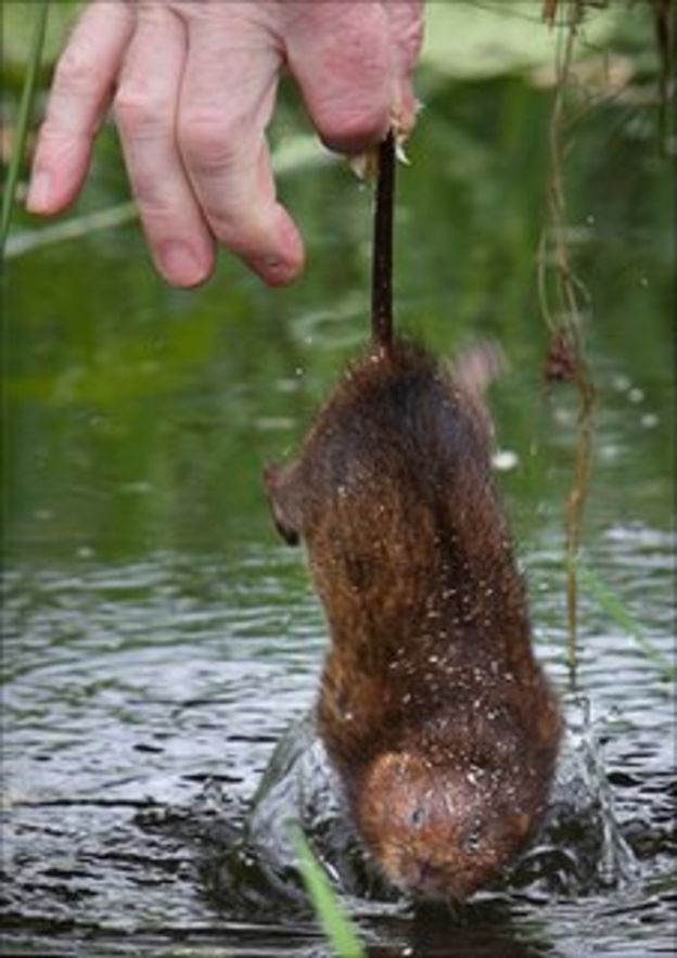 Water voles make a comeback in UK - BBC News