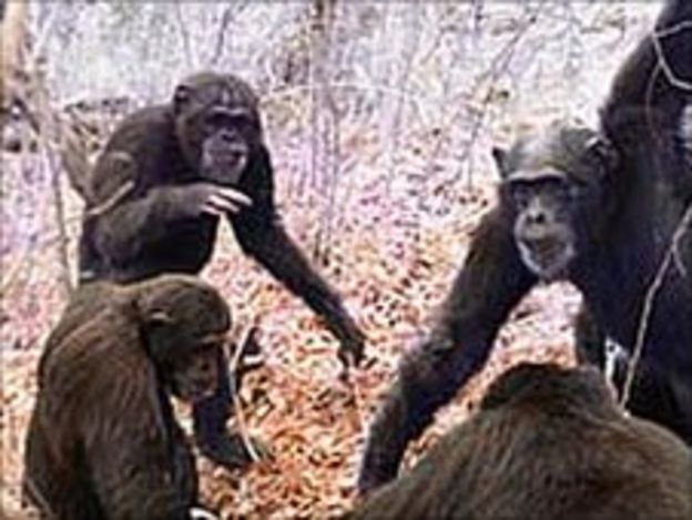 Chimps look up to trend-setters - BBC News
