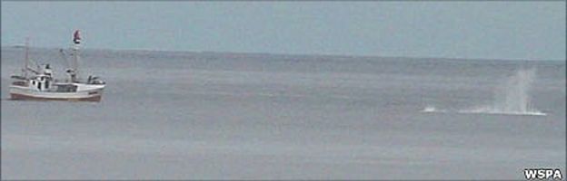 Animal activists challenged on whale film 'scam' - BBC News