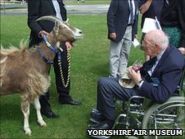 North Yorkshire goat promoted by RAF squadron - BBC News