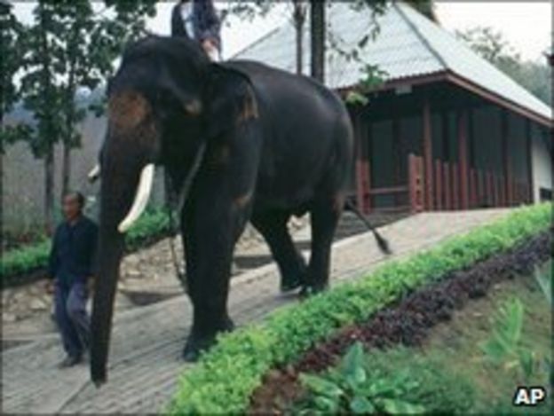Rare 'white' elephant captured in Burma - BBC News