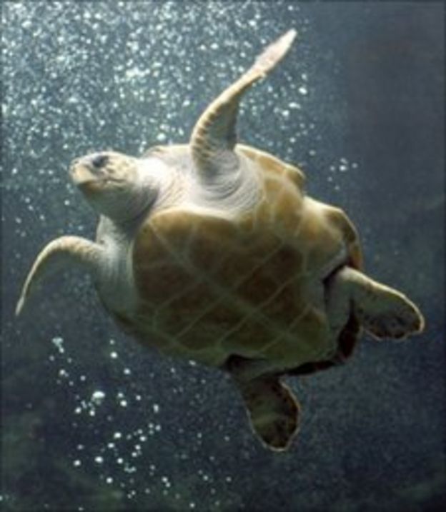 Turtle egg rescue plan announced - BBC News