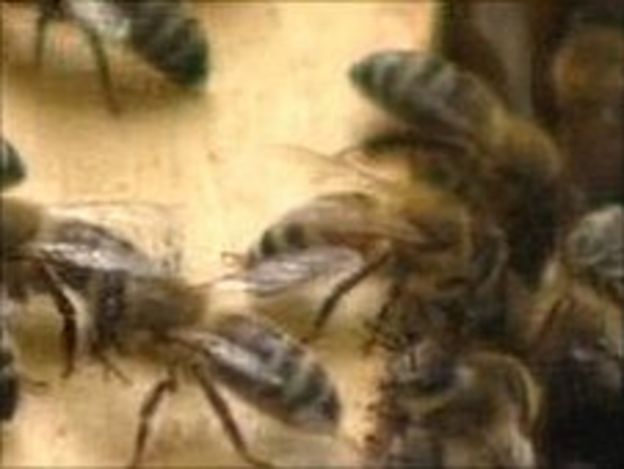 Support for Bangor University research on tough bees - BBC News