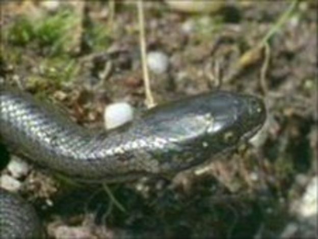 Devon Smooth snake re-introduction 'successful' - BBC News