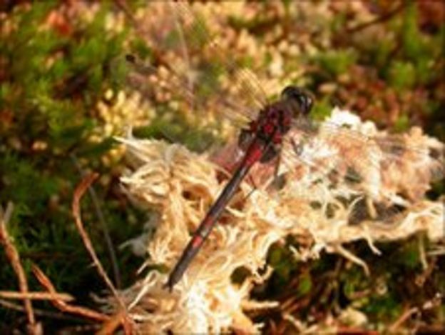 Rare dragonfly returns to Cumbria - BBC News