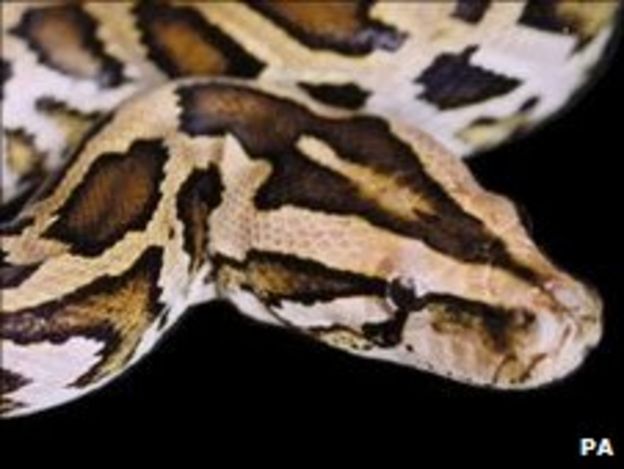 'Magic' World Cup python seized in South Africa - BBC News