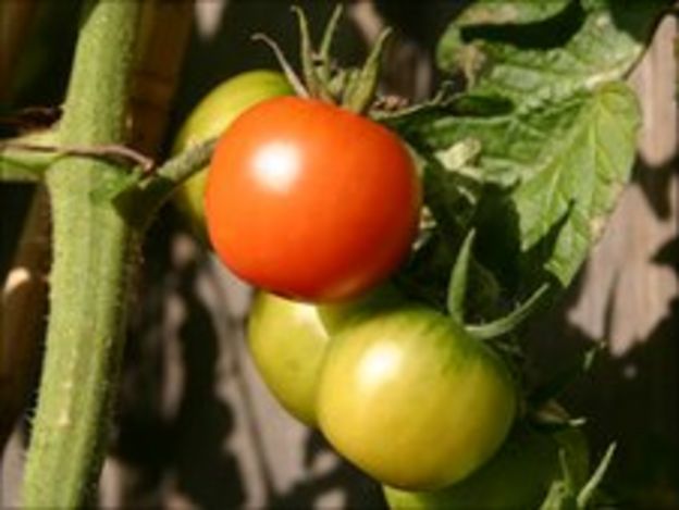 Australian vegetables poisoned as police probe sabotage - BBC News