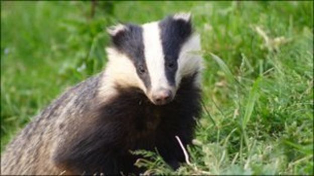 Badger cull plan is revived in west Wales - BBC News