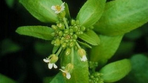 Plants 'can think and remember' - BBC News