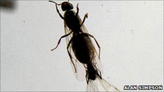 Flying ants stage annual mating ritual - BBC News