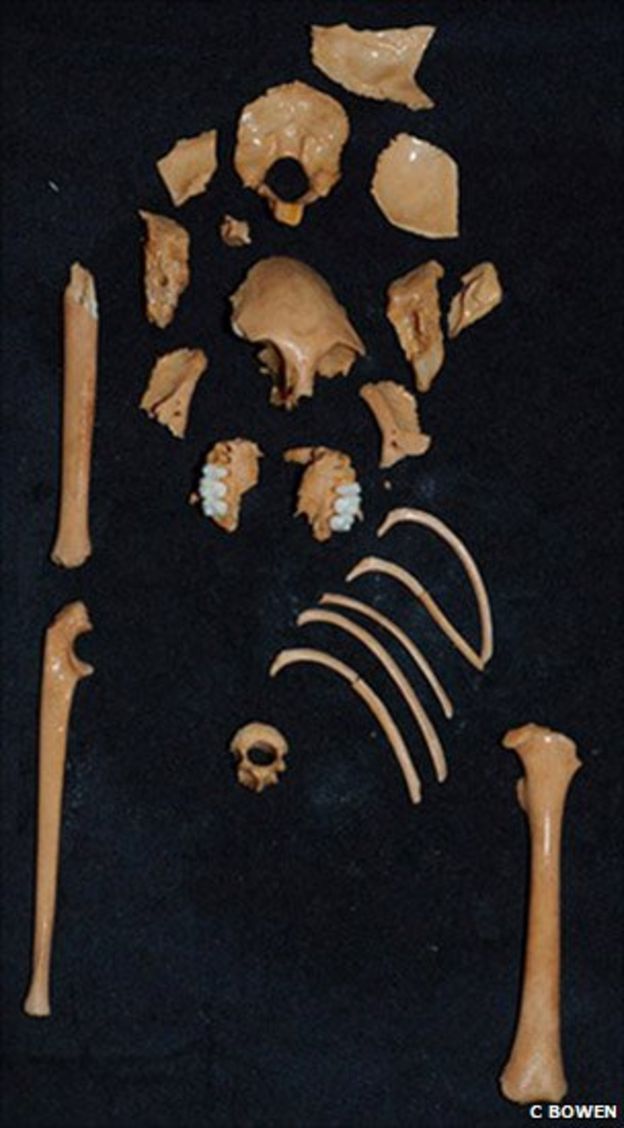 Divers find ancient monkey fossil - BBC News