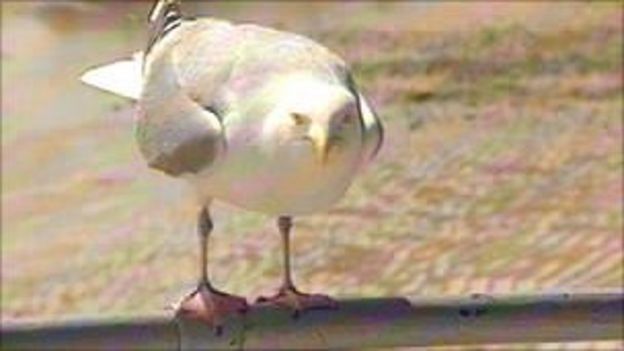 Cornwall leaflets give anti-gull advice - BBC News