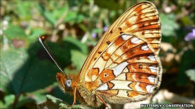 Rare butterfly makes comeback in Kent and Sussex woods - BBC News