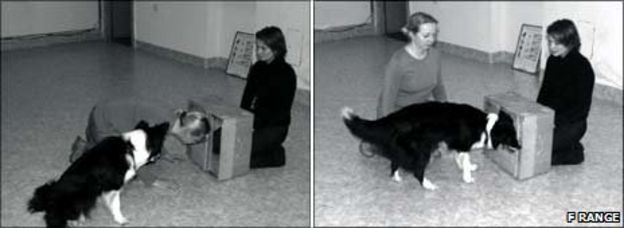 Dogs 'mimic movements of owners' - BBC News