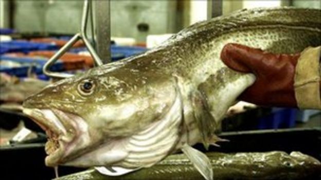 Expert focus on fish and climate change - BBC News