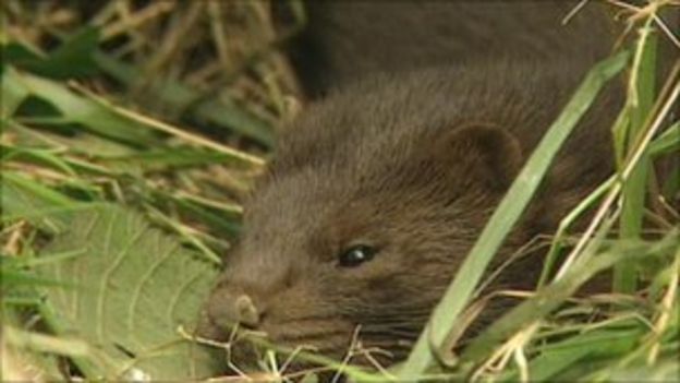 Skye mink cull survey set for launch - BBC News