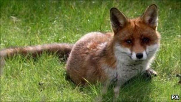 Men caught hunting foxes on Glasgow's Clyde Walkway - BBC News
