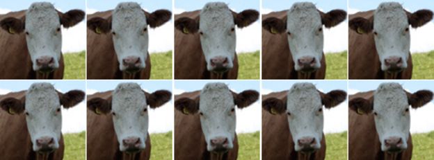 Cloned cows: Would you eat them? - BBC News
