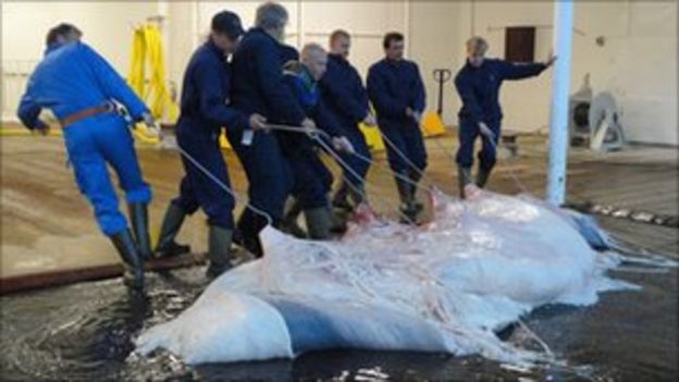 Iceland and EU battle over whaling plans - BBC News