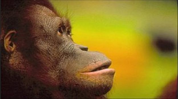 Koko: Gorilla who mastered sign language dies in California - BBC News