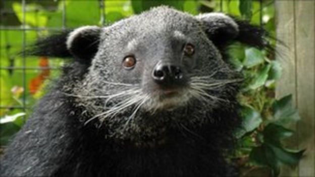 Rare 'bearcats' introduced to Sussex zoo - BBC News