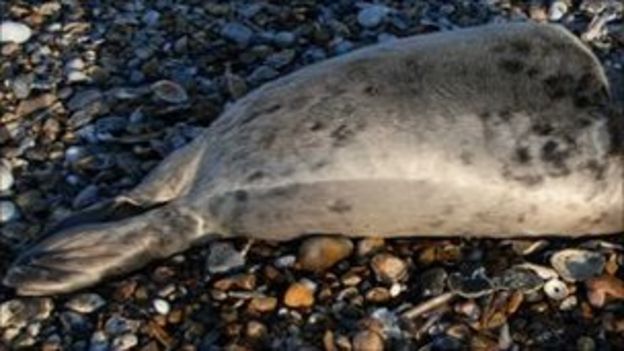 Plea for help over seal bodies found on Norfolk beaches - BBC News
